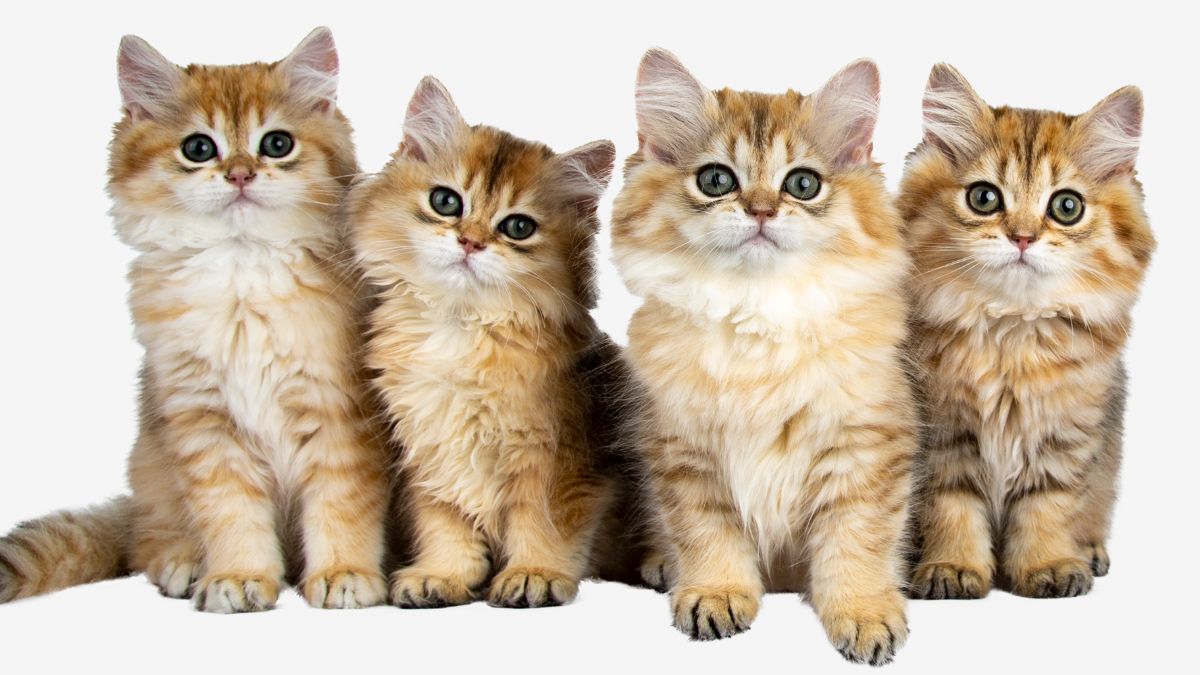 Celebrate National Cat Day With These Singular Cats - Uncle John's ...
